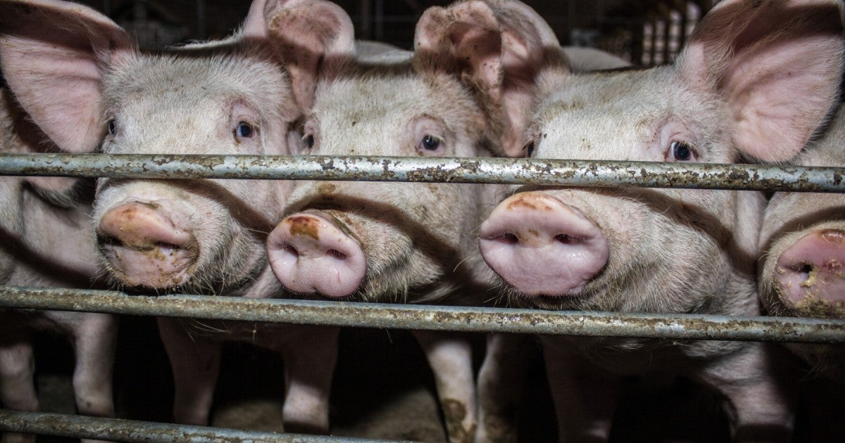 Polling reveals millions of Brits put ‘protecting animals from cruelty ...