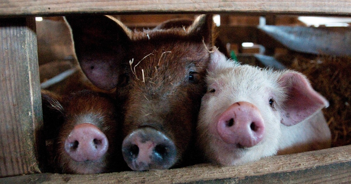 Webinar showcases future of pig farming is crate-free | Humane World ...