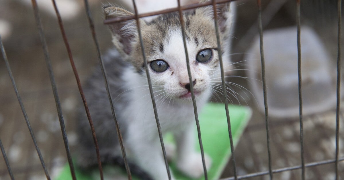 Slaughterhouse drowning up to 300 cats a month for Viet Nam’s cat meat ...