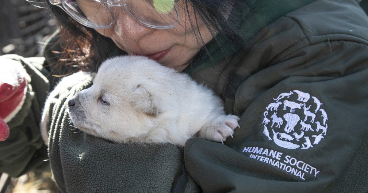 BREAKING: South Korea bans the dog meat industry with historic vote at ...