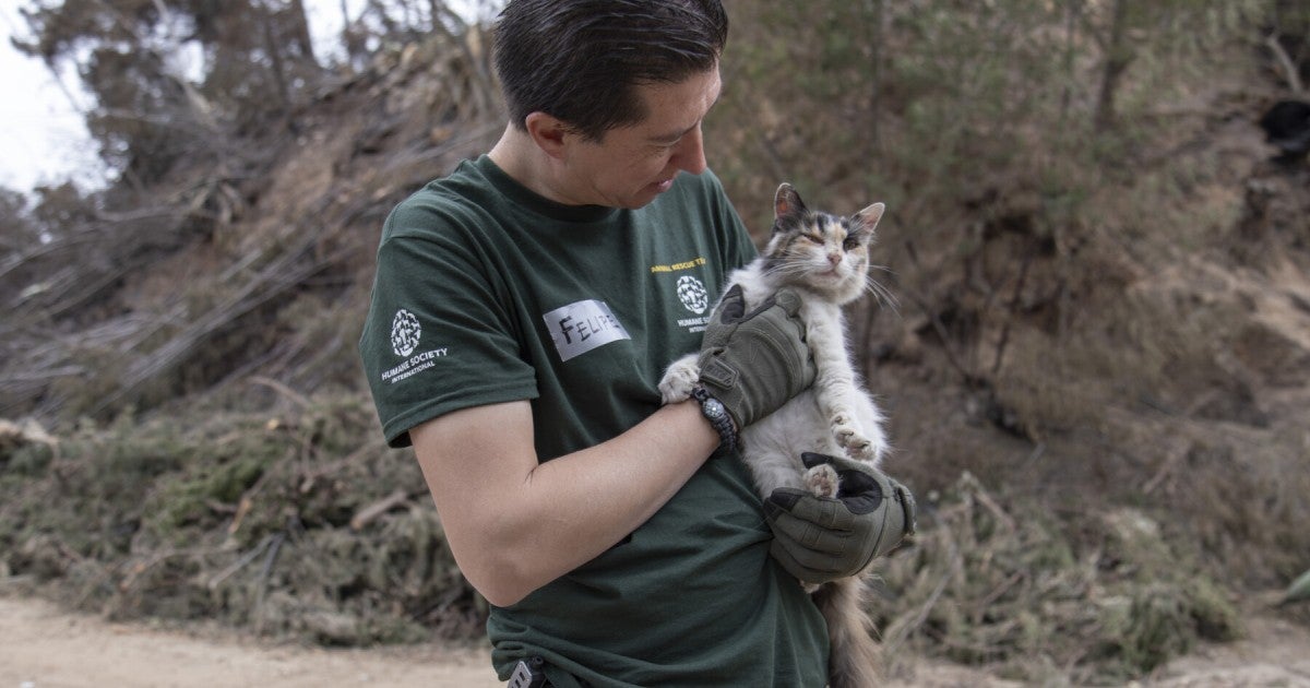 Dogs and cats are being treated for burns, smoke inhalation and ...