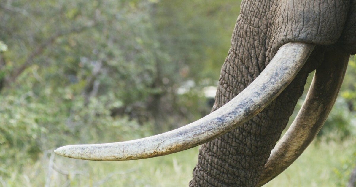 Third 'super tusker' elephant killed in Tanzania within the past six ...