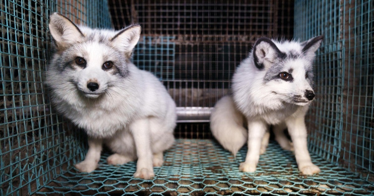 Over 40 Members of Parliament and peers urge UK Government action on ...