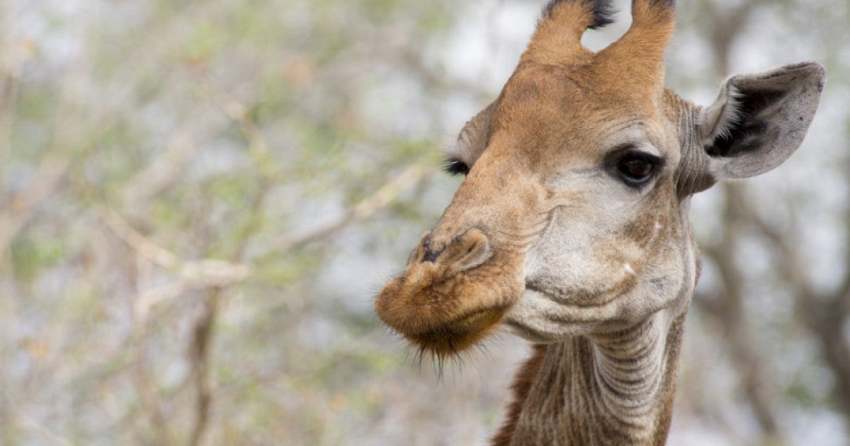 CITES protects giraffe for the first time | Humane World for Animals