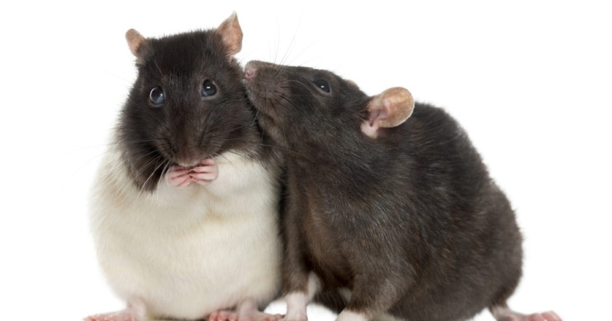 Humane Society International calls for increased government support for ...