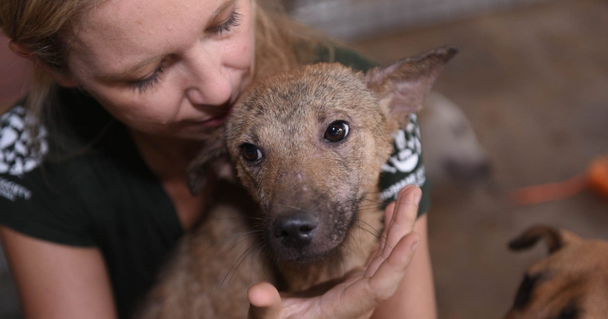 Dog trafficker in Indonesia sentenced to record 17-month jail term for ...
