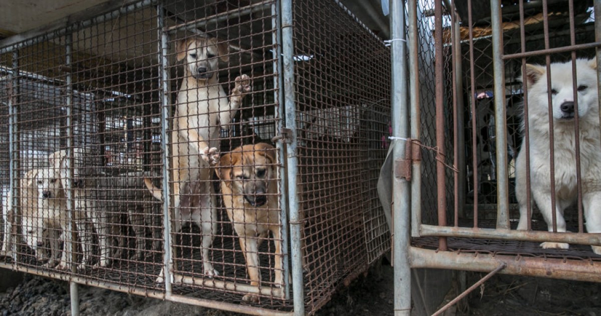 Over 70 dogs saved from slaughter as Humane Society International shuts ...