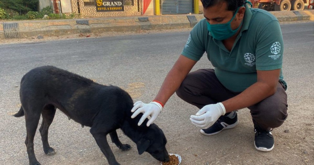 Humane Society International and Mars, Incorporated join forces to care ...