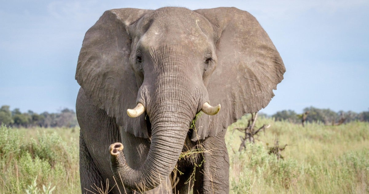 Former president of Botswana Ian Khama urges German government to ban ...