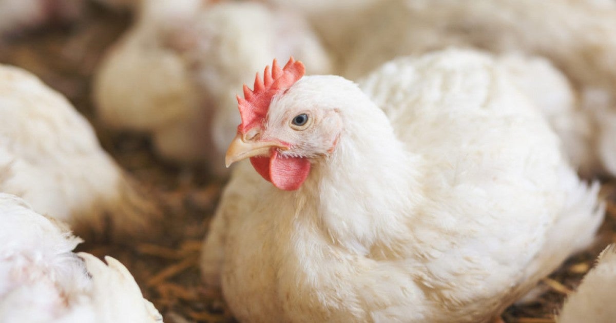 Thailand’s move towards cage-free hens gains momentum with restaurant’s ...
