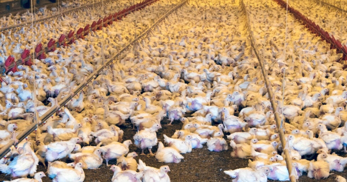 extensive farming examples animals