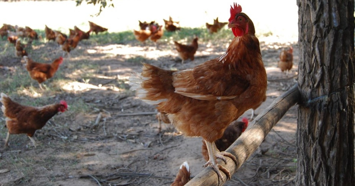 The Global Cage-Free Egg Movement Reaches Malaysia