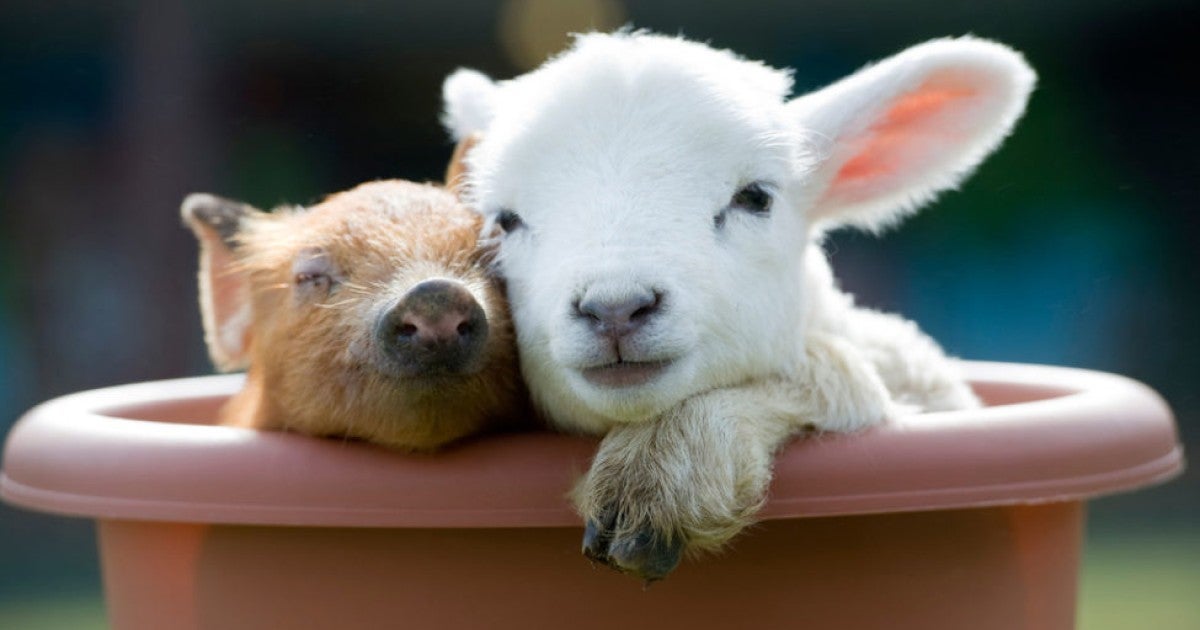 Five ways to be an animal defender this World Animal Day | Humane World ...