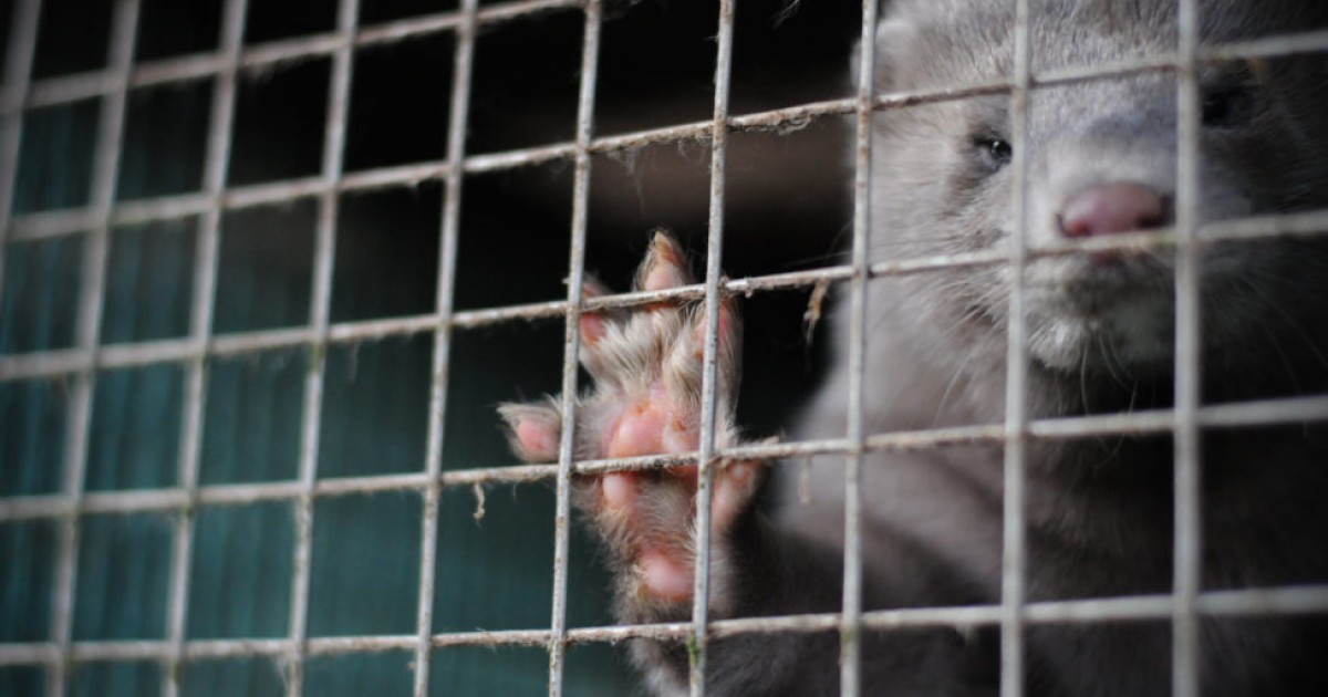 BREAKING: 1 million mink culled on Dutch mink fur farms as COVID-19 ...