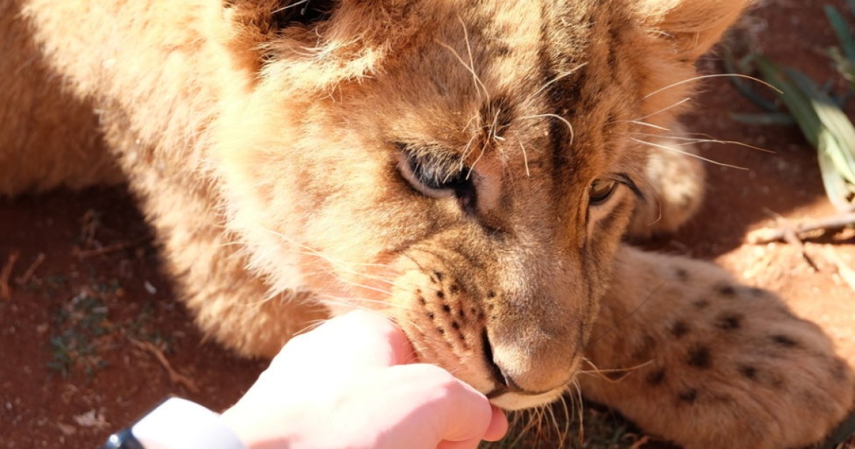 Animal protection organizations roar to shun South Africa’s “Snuggle ...