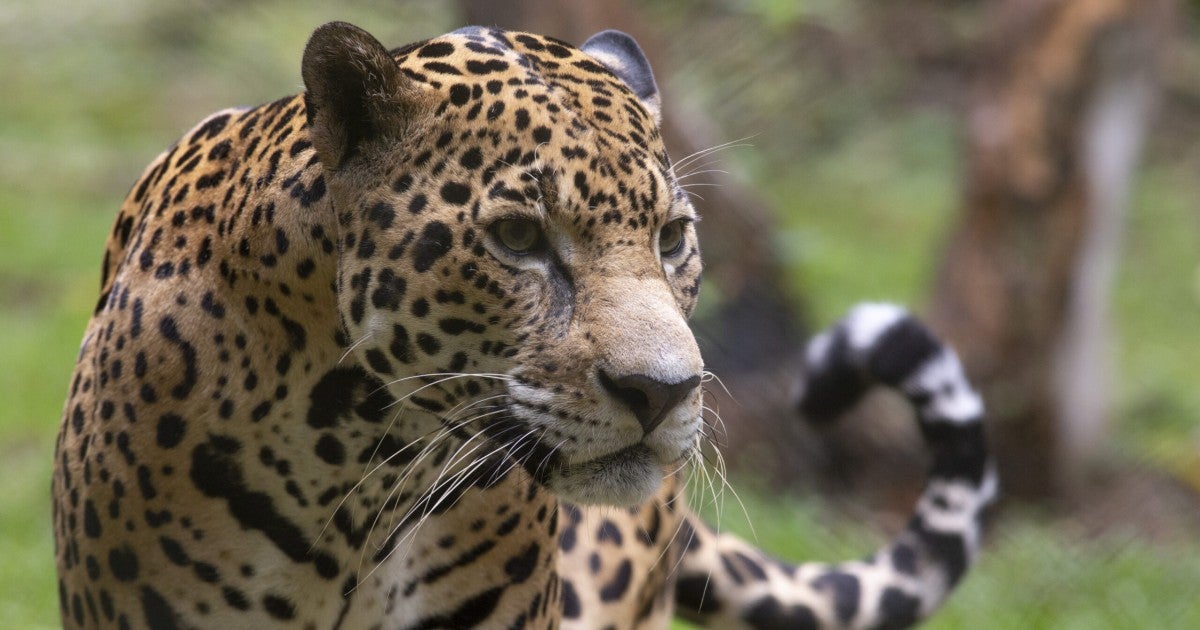 High Court grants urgent interim relief pending judgment against 2022 ...