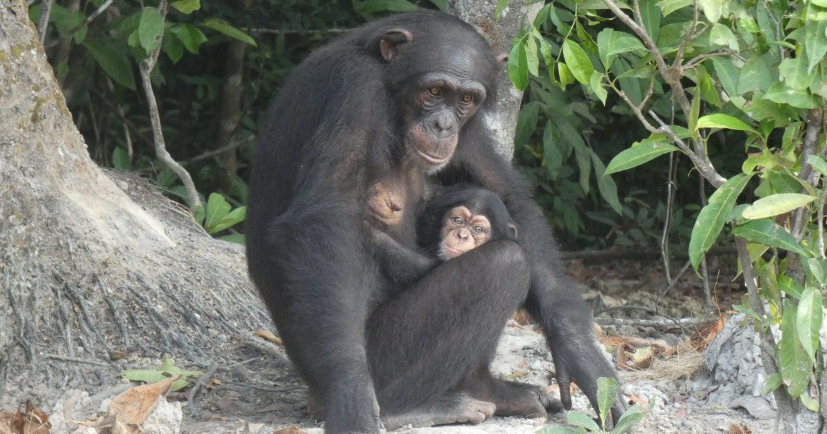 Humane Society International celebrates a legacy of care for 60 ...