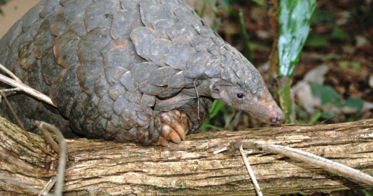 Pangolins proposed for US Endangered Species Act protections | Humane ...
