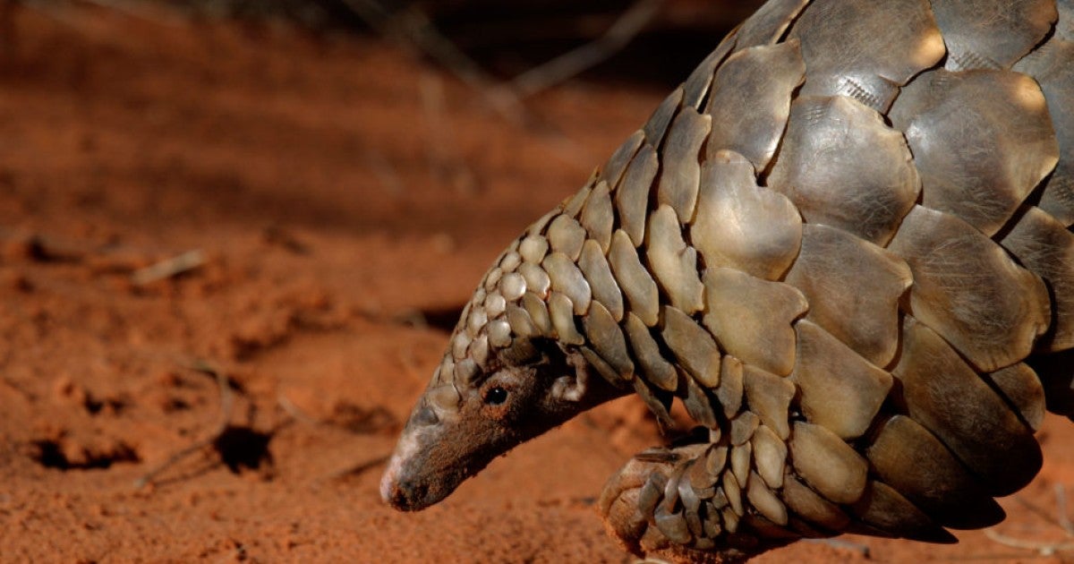 Lawsuit aims to force Trump administration to halt U.S. pangolin trade ...