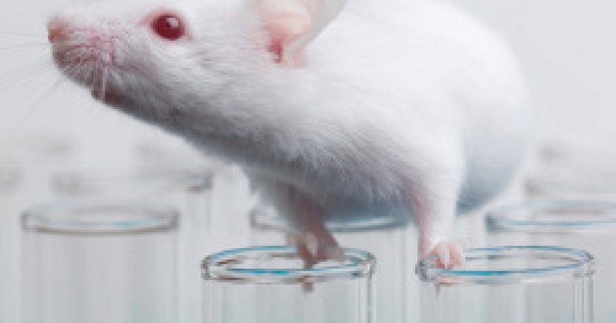 Unilever apoia esforços global da Humane Society International para ...