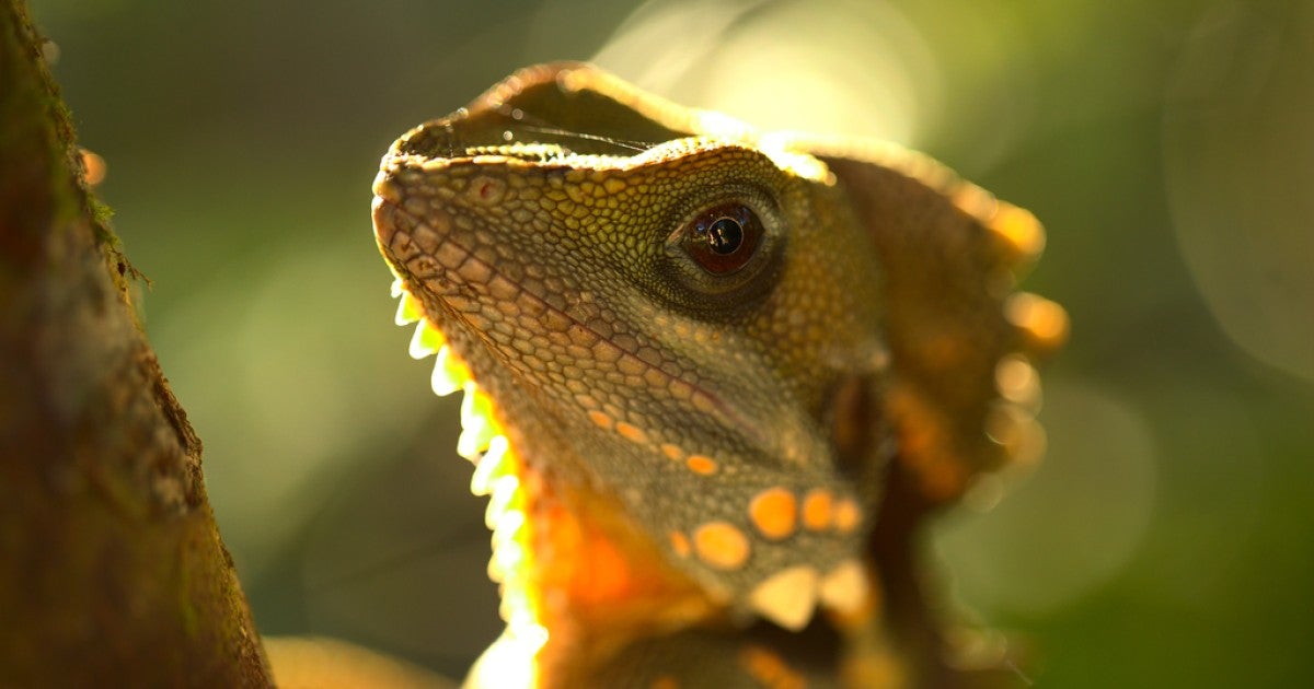 Conference celebrates first year of revised Action Plan against ...