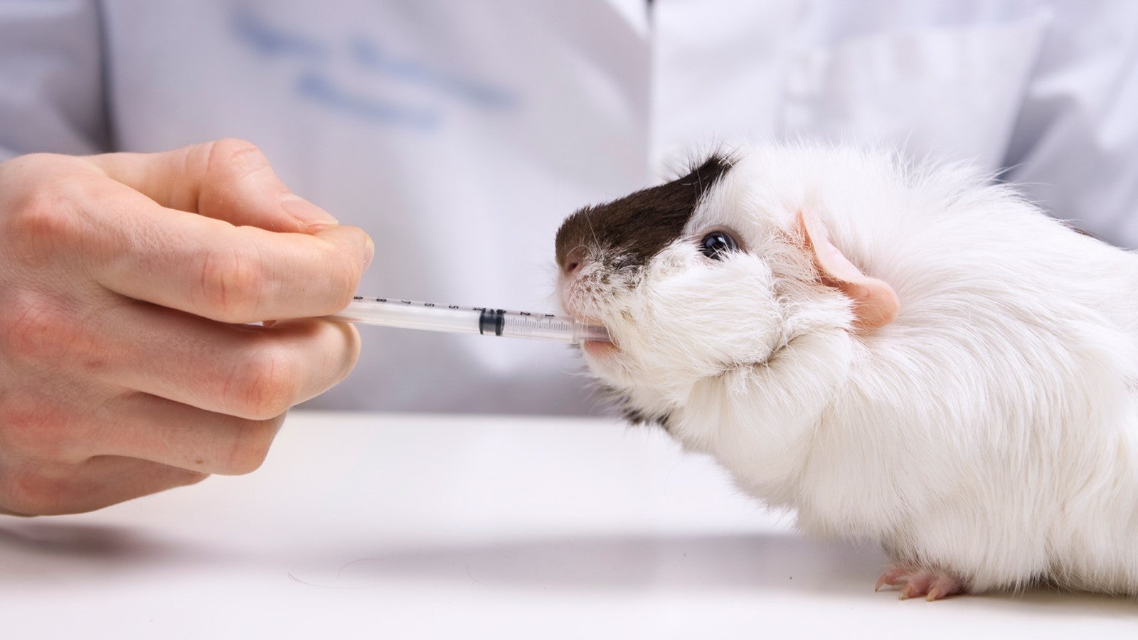 animal testing accuracy statistics