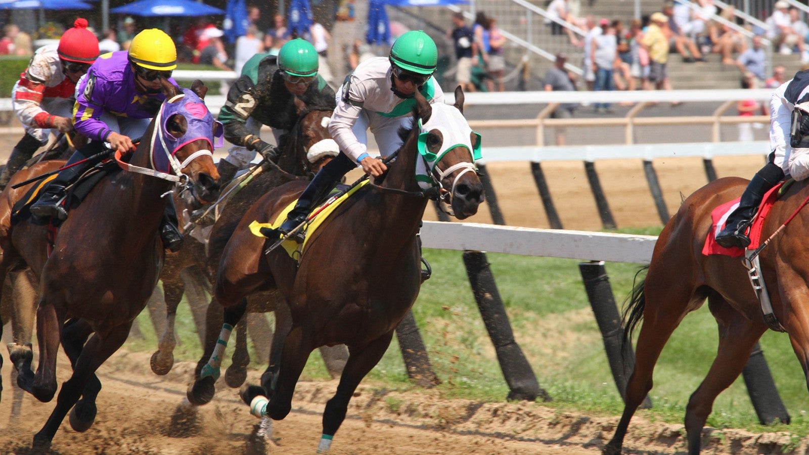 racehorse thoroughbred