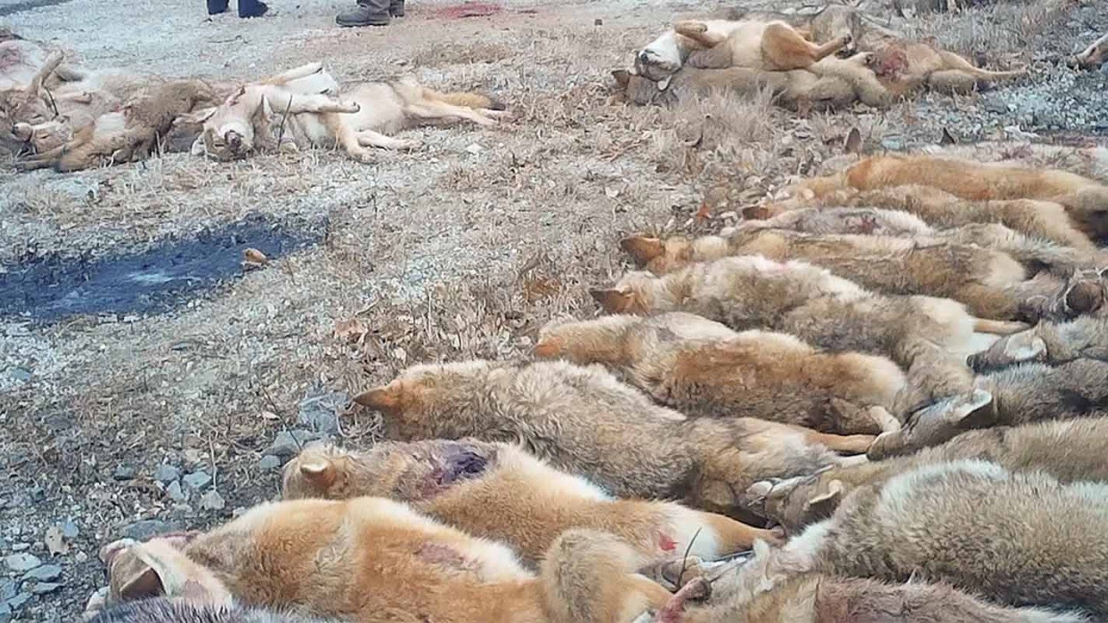 do coyotes kill sheep