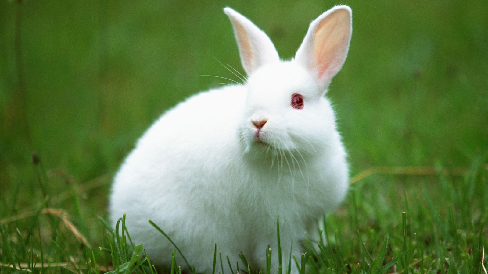 rabbit makeup testing