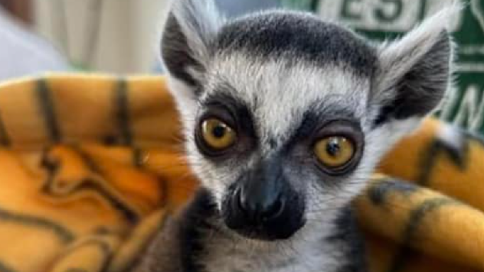 exotic animals attacks