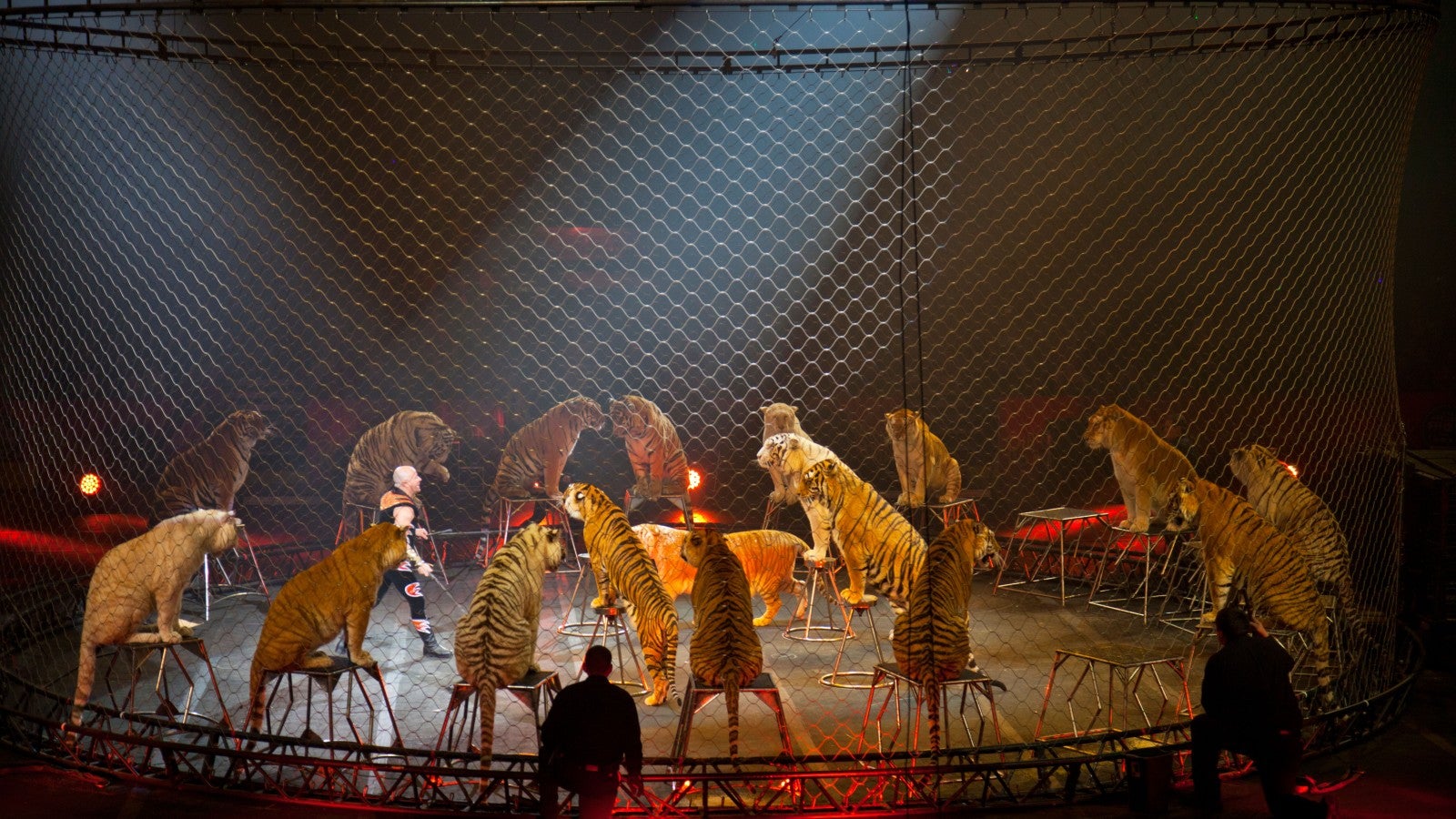 what animals are in the circus