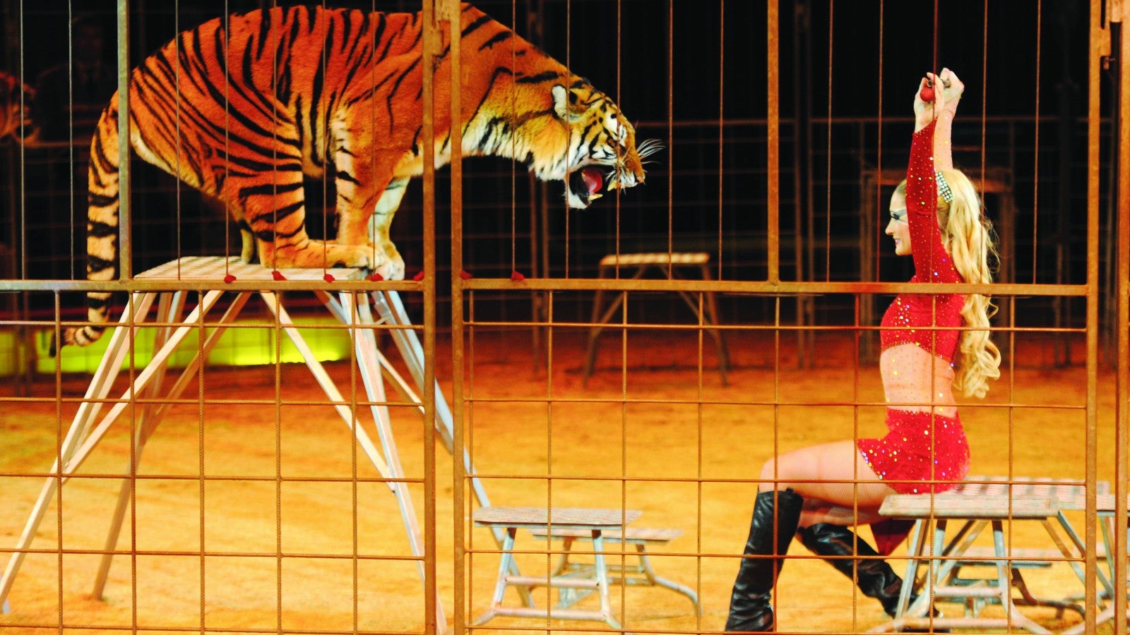 are tigers circus animals