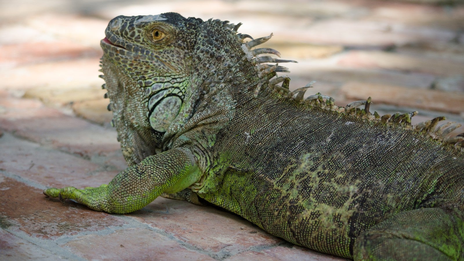 iguana reptile dysfunction