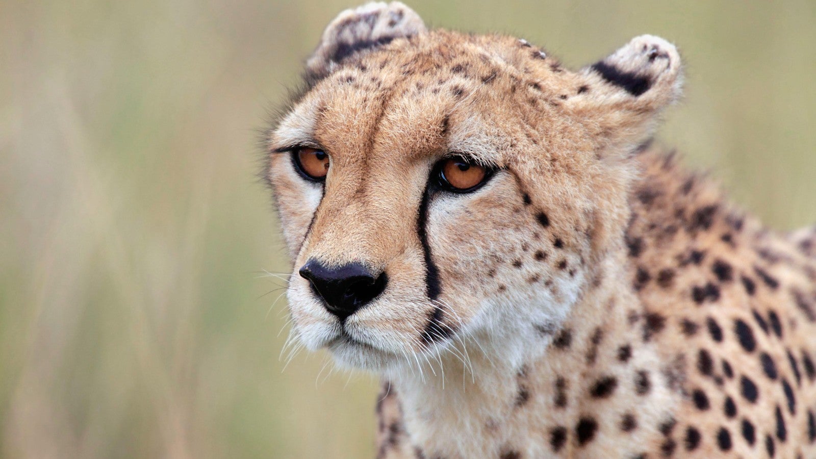 cheetah human kill count