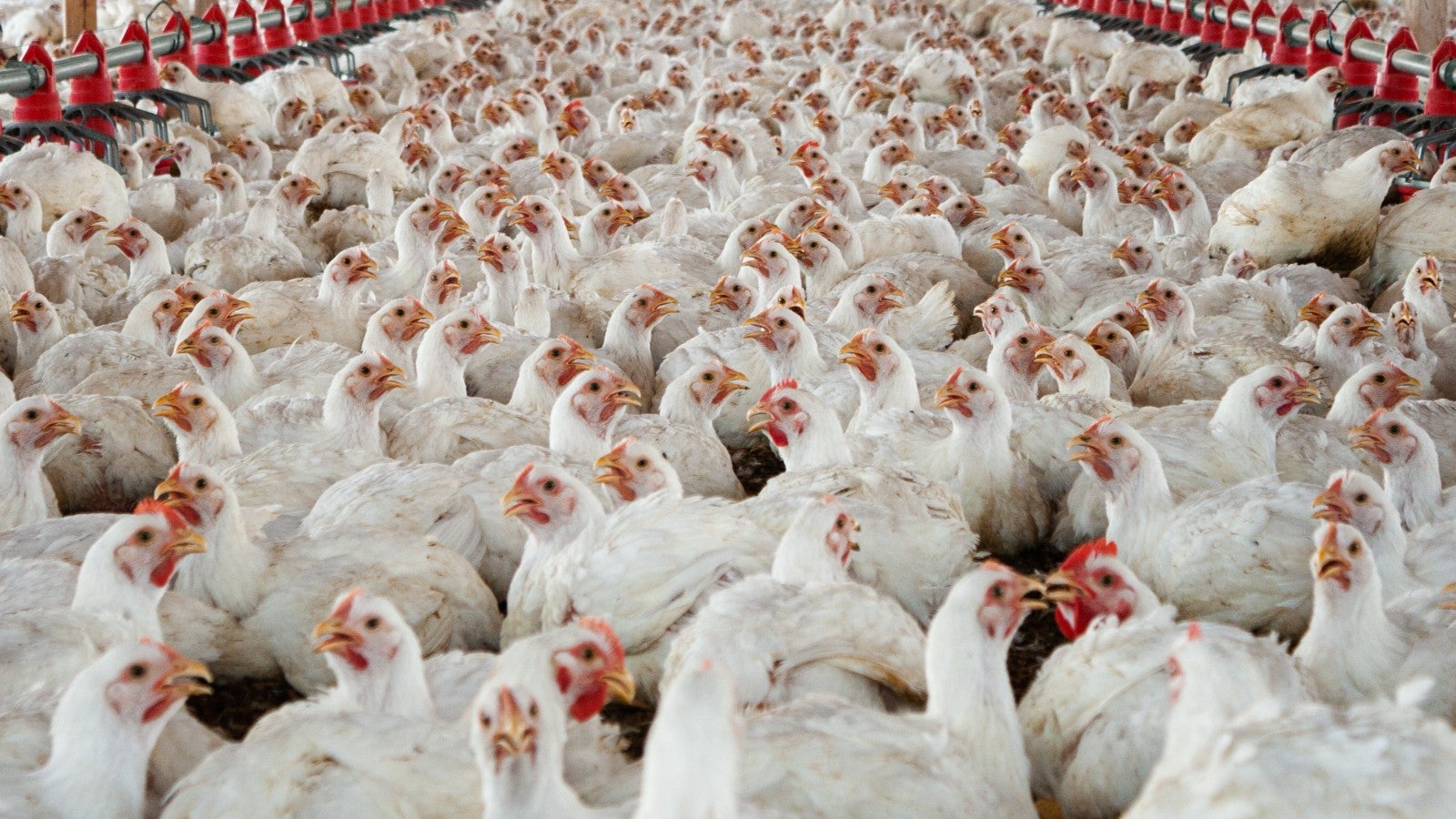 Broiler Chicken Broiler Chicken House Hi Res Stock Photography And