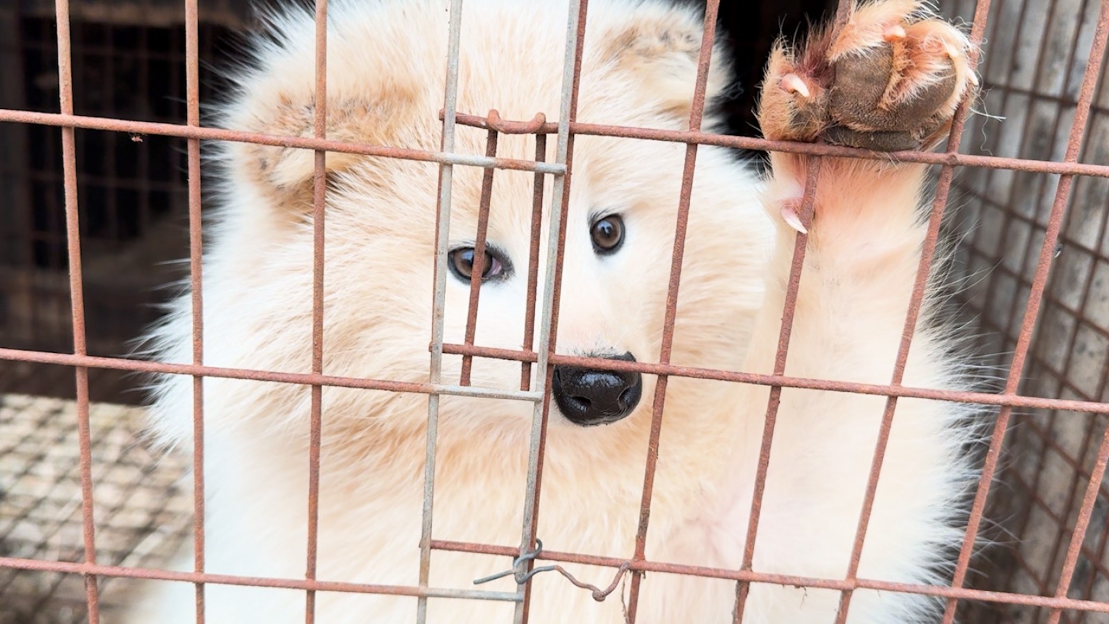 Chinese Fur Farms Hoax Dozens Of 'high Risk' Viruses Discovered On Fur