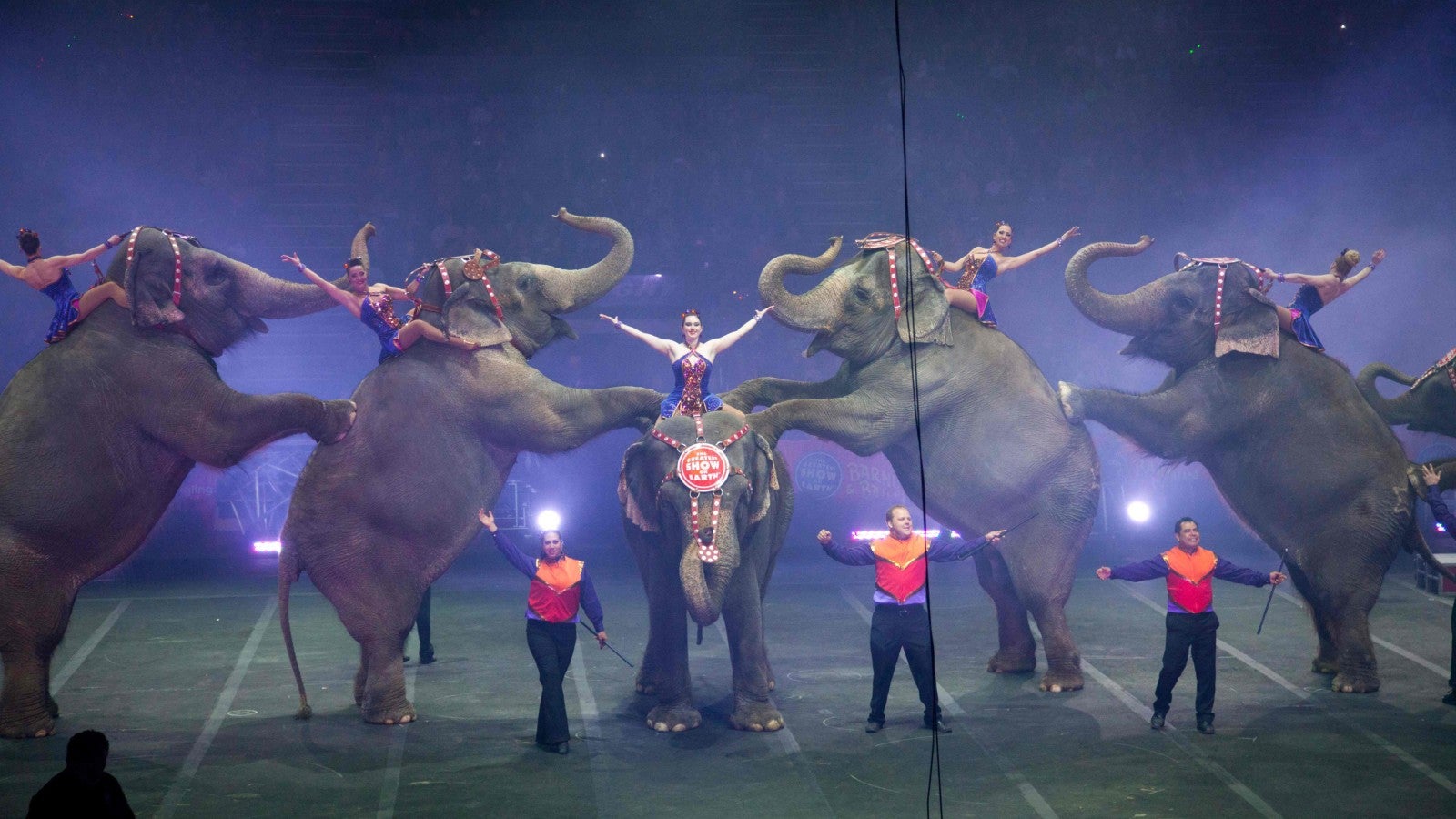 circus elephants doing tricks