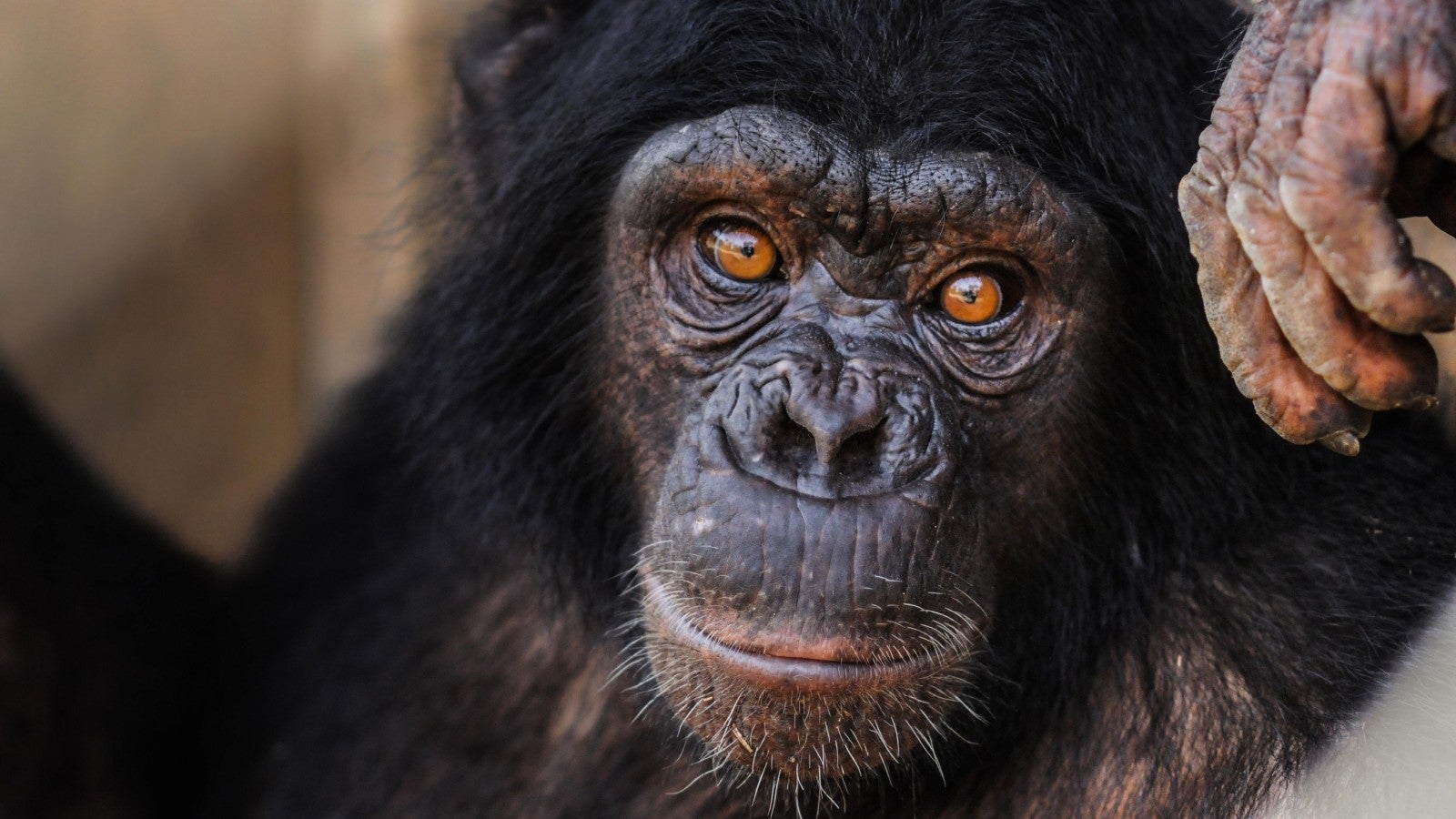 animal attacks on humans documentary