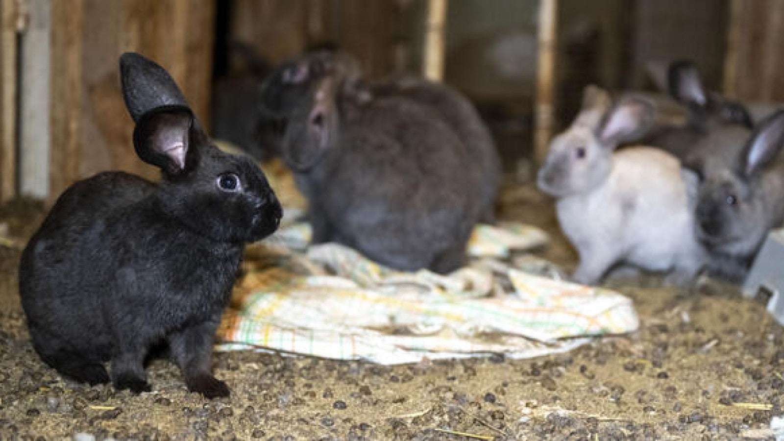 rescue rabbits devon