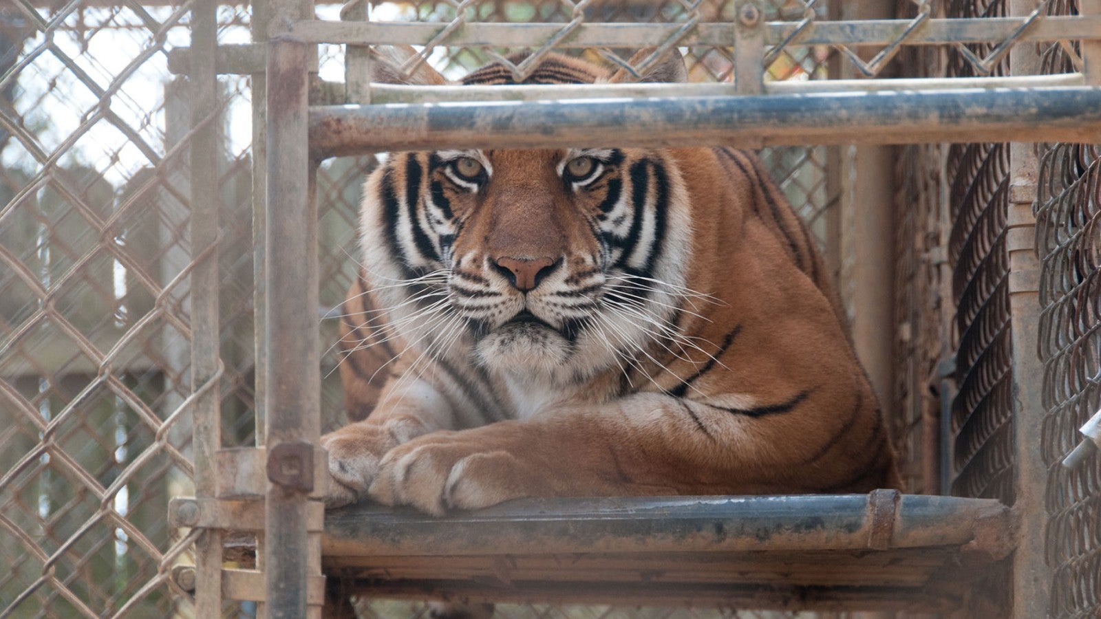 animals in captivity for