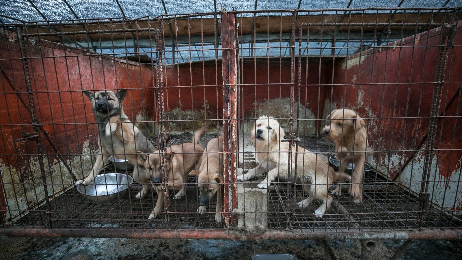 does japan kill dogs