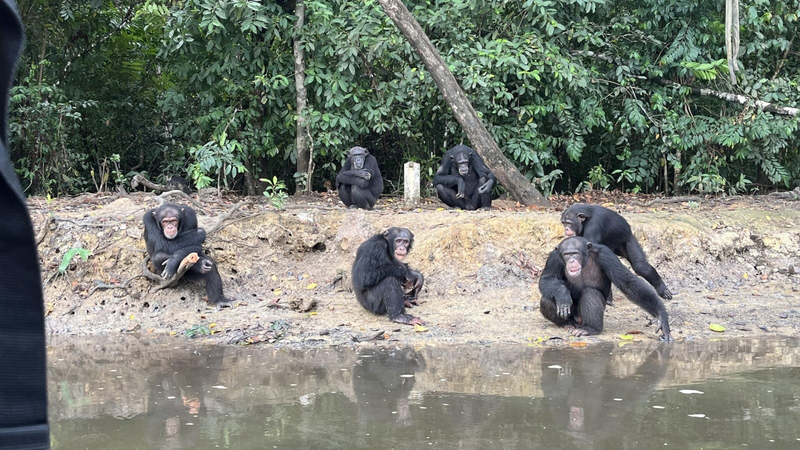 largest chimp sanctuary