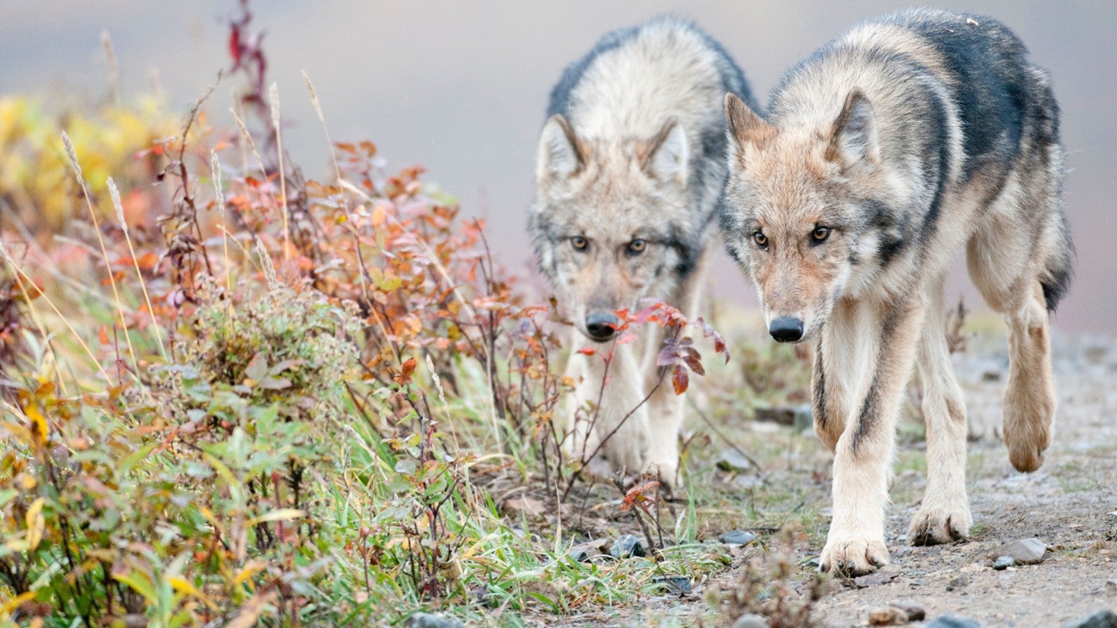 good wolf bad wolf origin