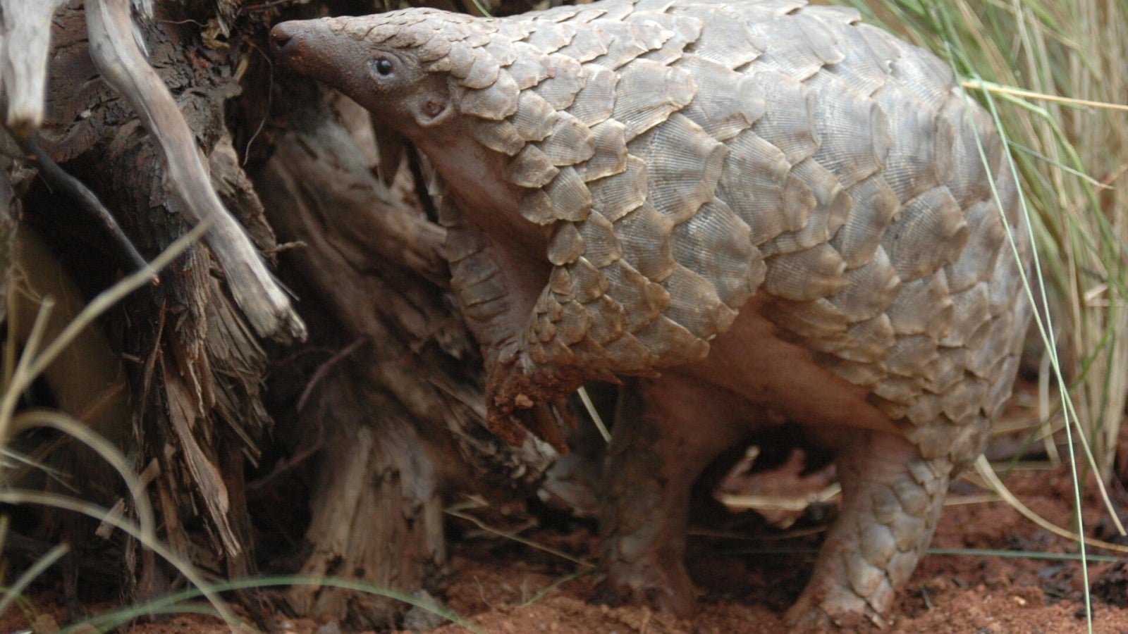 pangolin pr