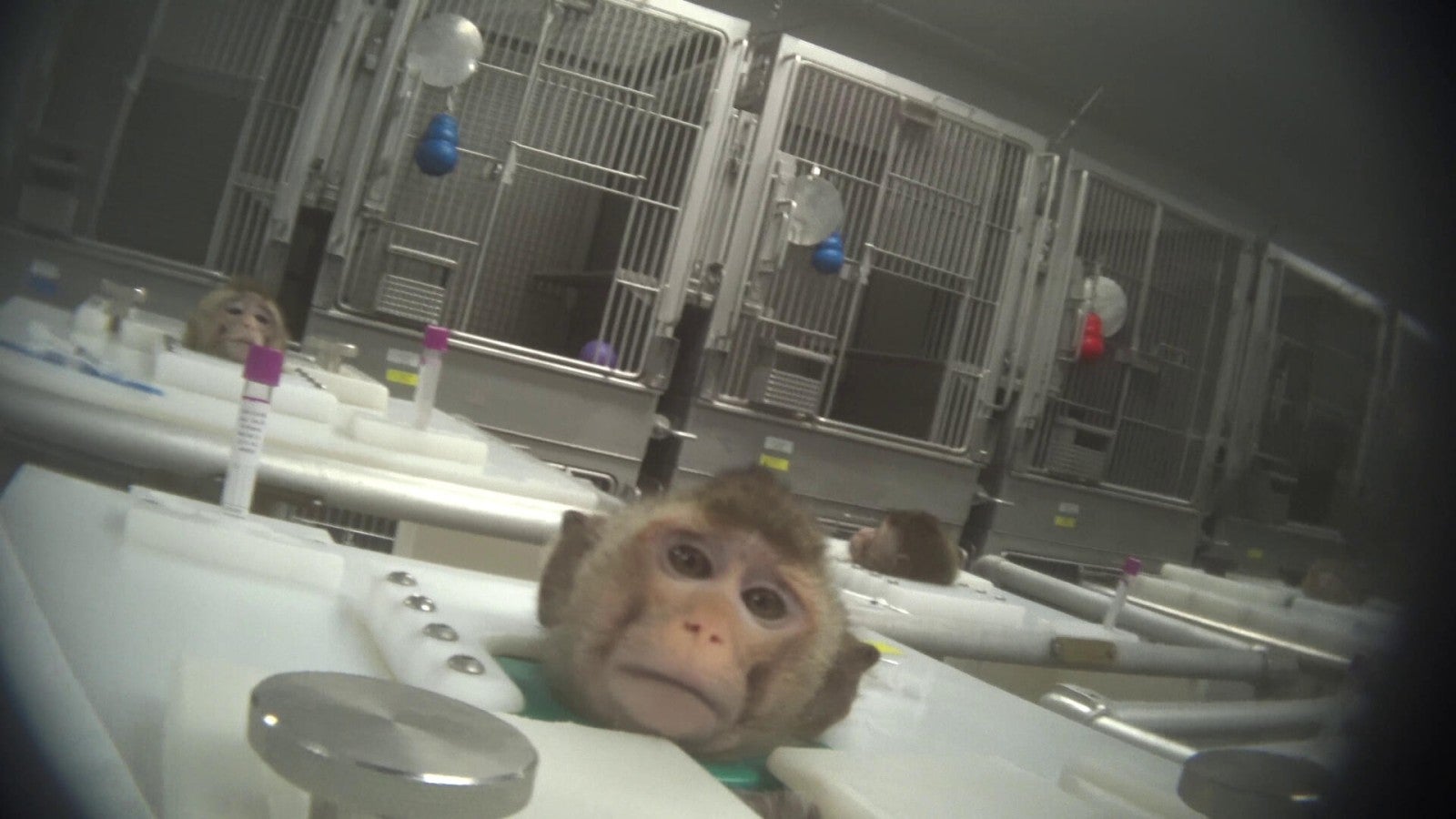 rhesus monkey lab