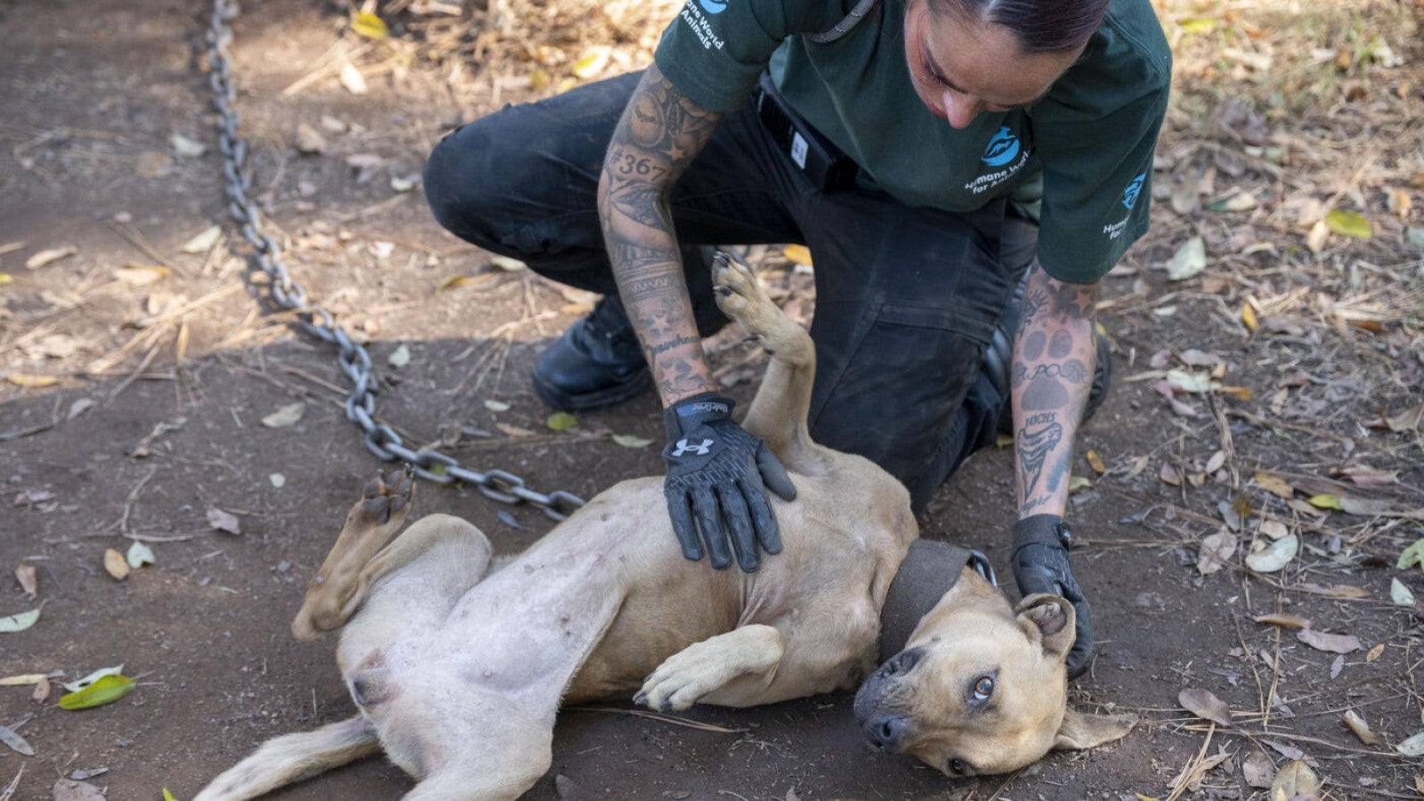 dog fighting ring arrest