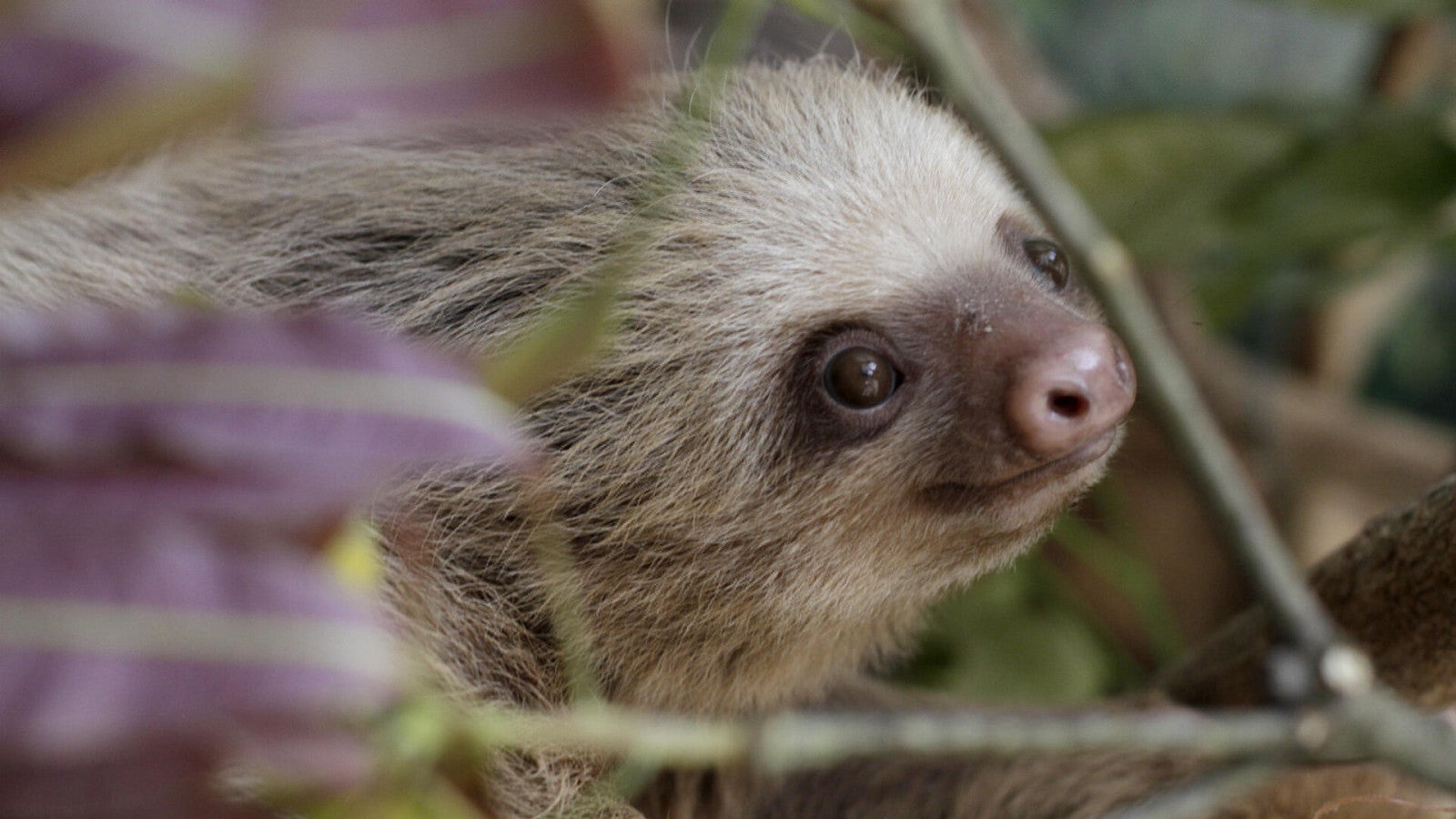 sloth climbing building