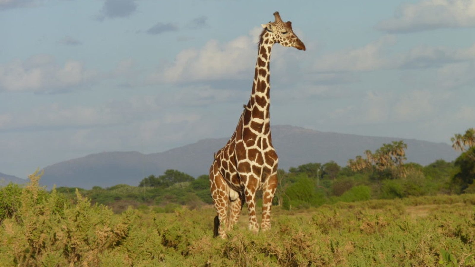 giraffe fighting human