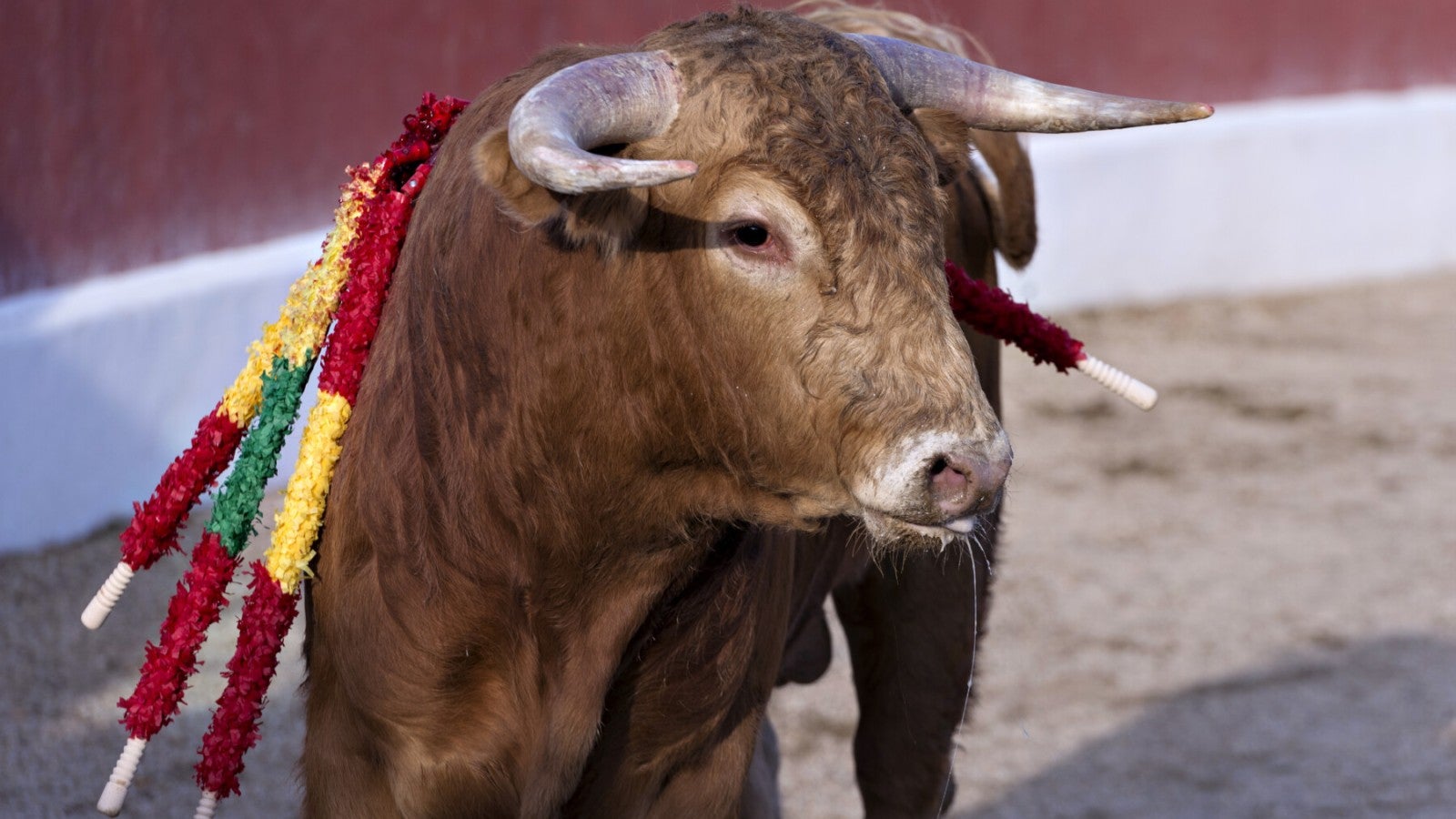 bullfighting final kill