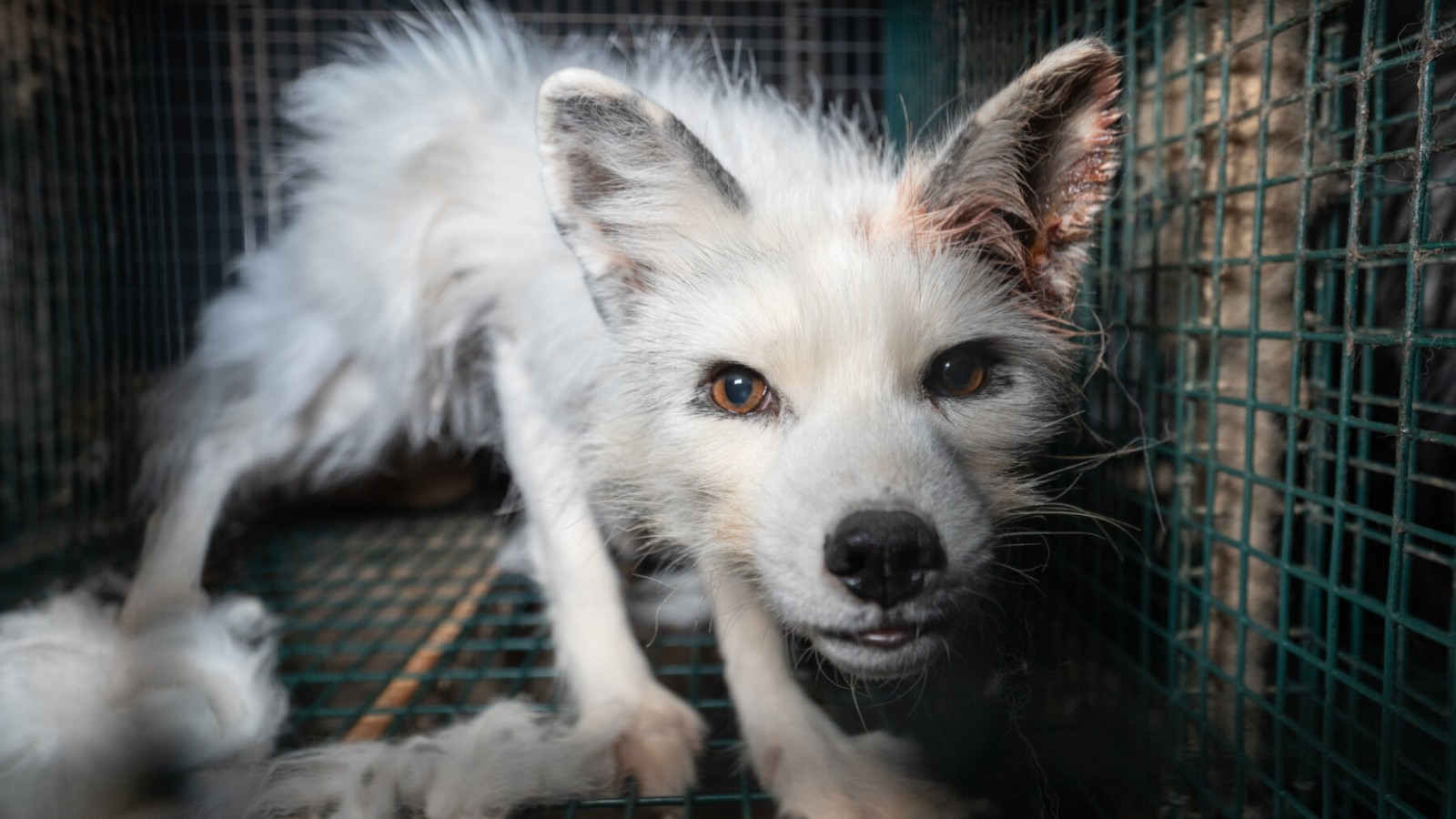 Animal Fur Farms